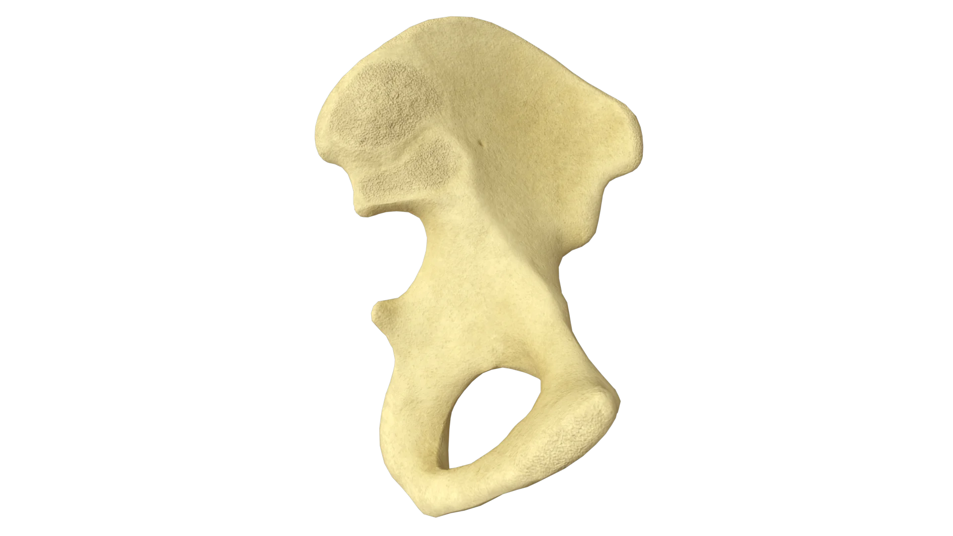 3D Anatomy Model of Hip Bone (Right) | VOKA